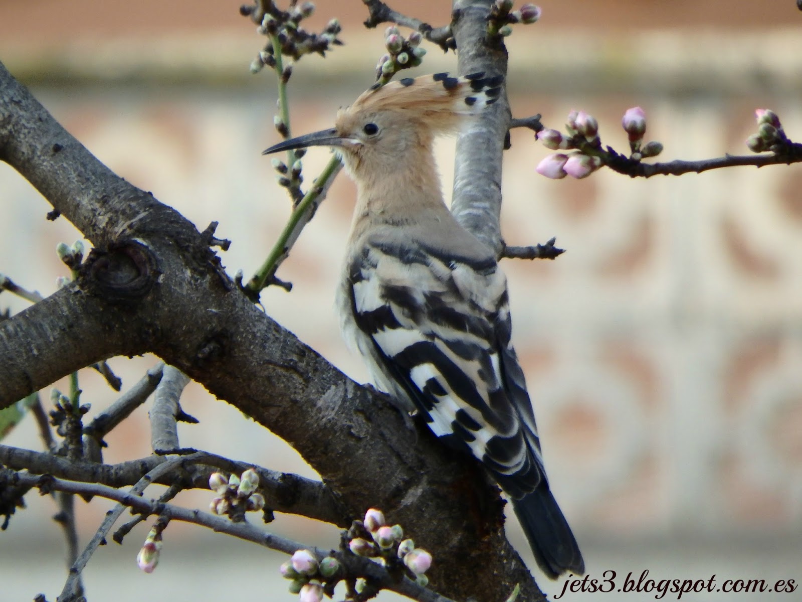 Los Habitantes del Jardín (Abubilla)