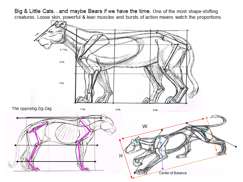 Animal Drawing and Anatomy: Weekly Instruction Drawing