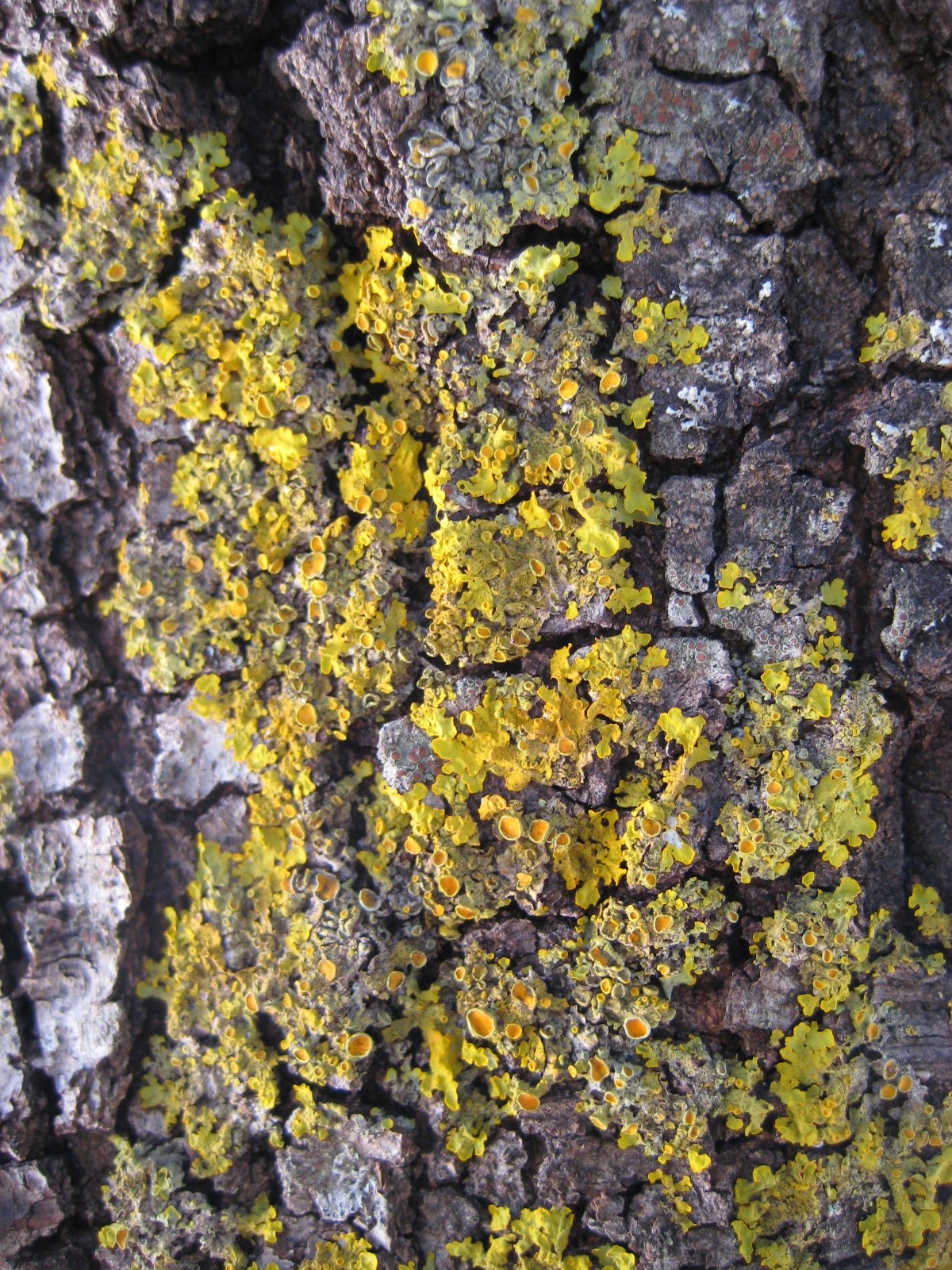 Azul turquesa bitácora de Teresa: Ejemplos de texturas naturales.