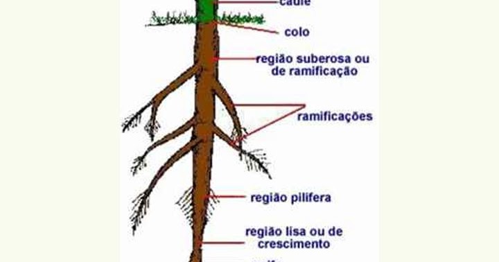 Blog BioAgro: Agronomia e Biologia em Conjunto: A Raiz