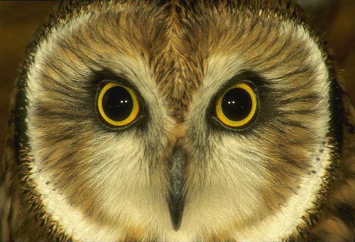 WILD SPIRIT: BÚHOS ROCK!