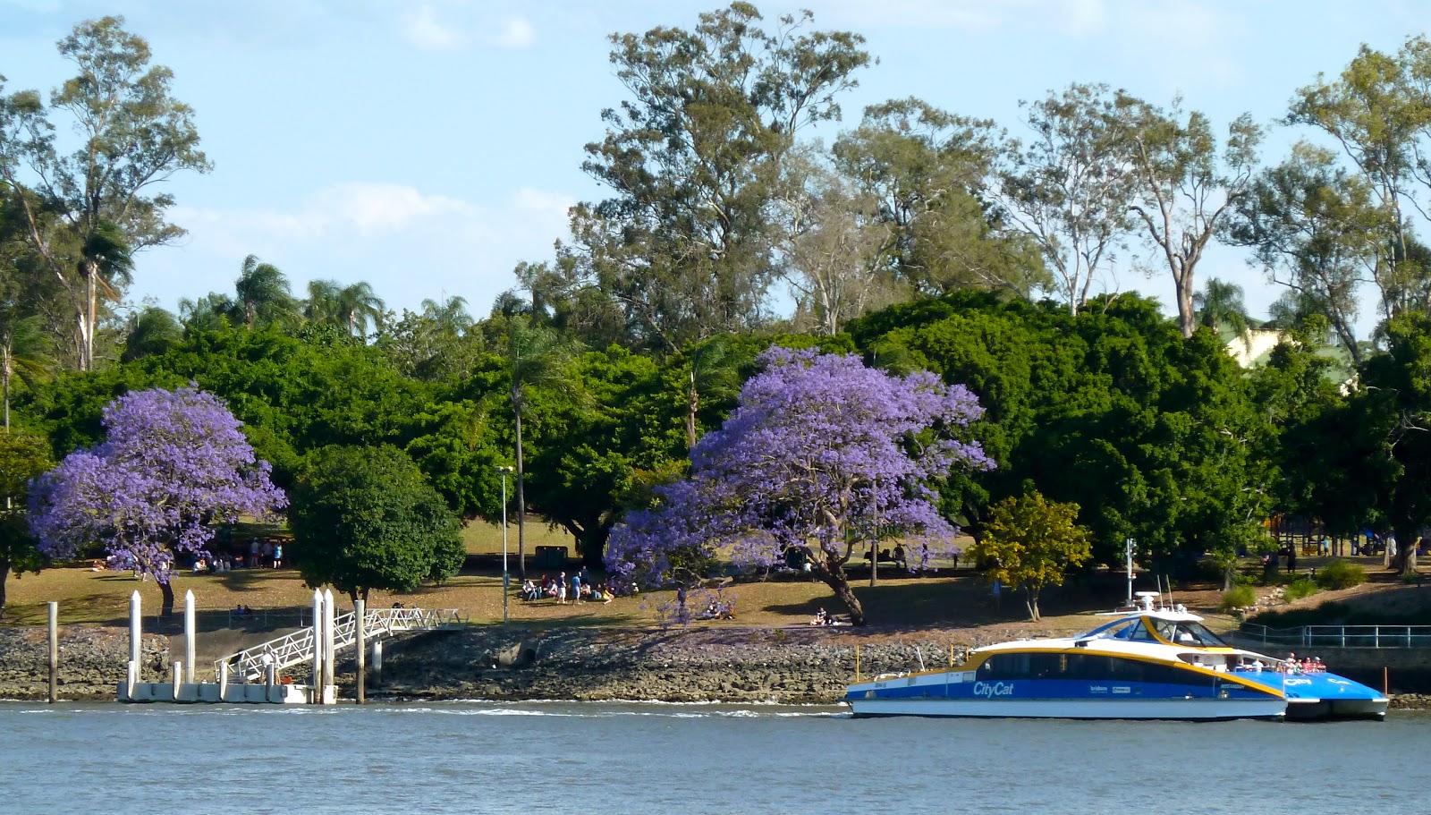 Hey Jude in Brisbane: Days of Jacaranda