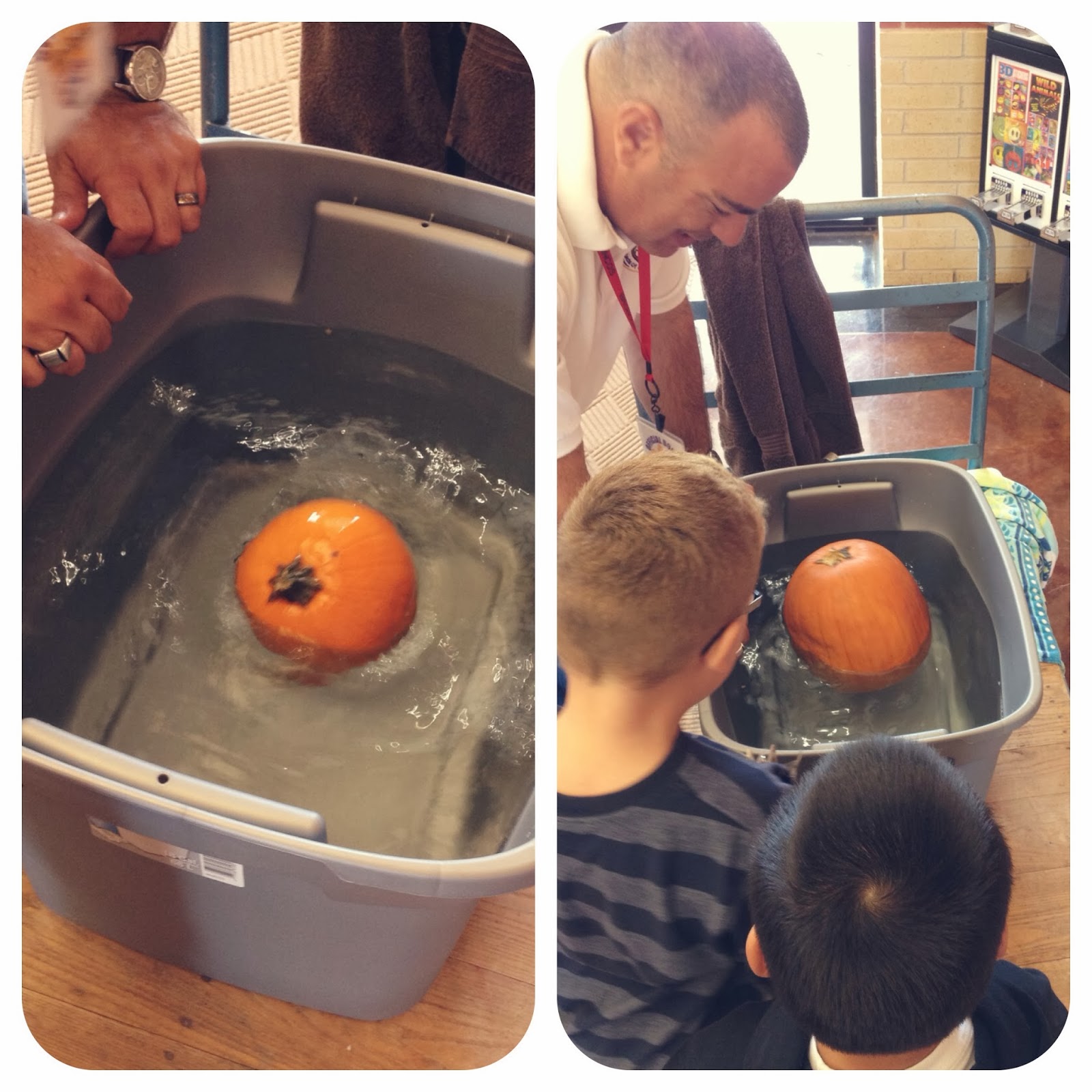 Simply Second Grade: Pumpkin Unit Photos {Part 1} Plus a pumpkin freebie!