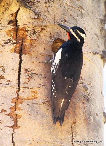 Woodpeckers of the World: July 2011