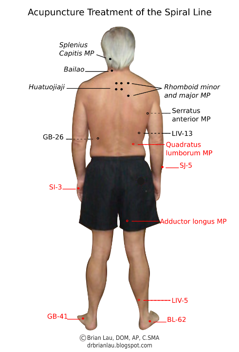 Anatomy of the Sinew Channels: Tensegrity and Sinew Channel Relationships