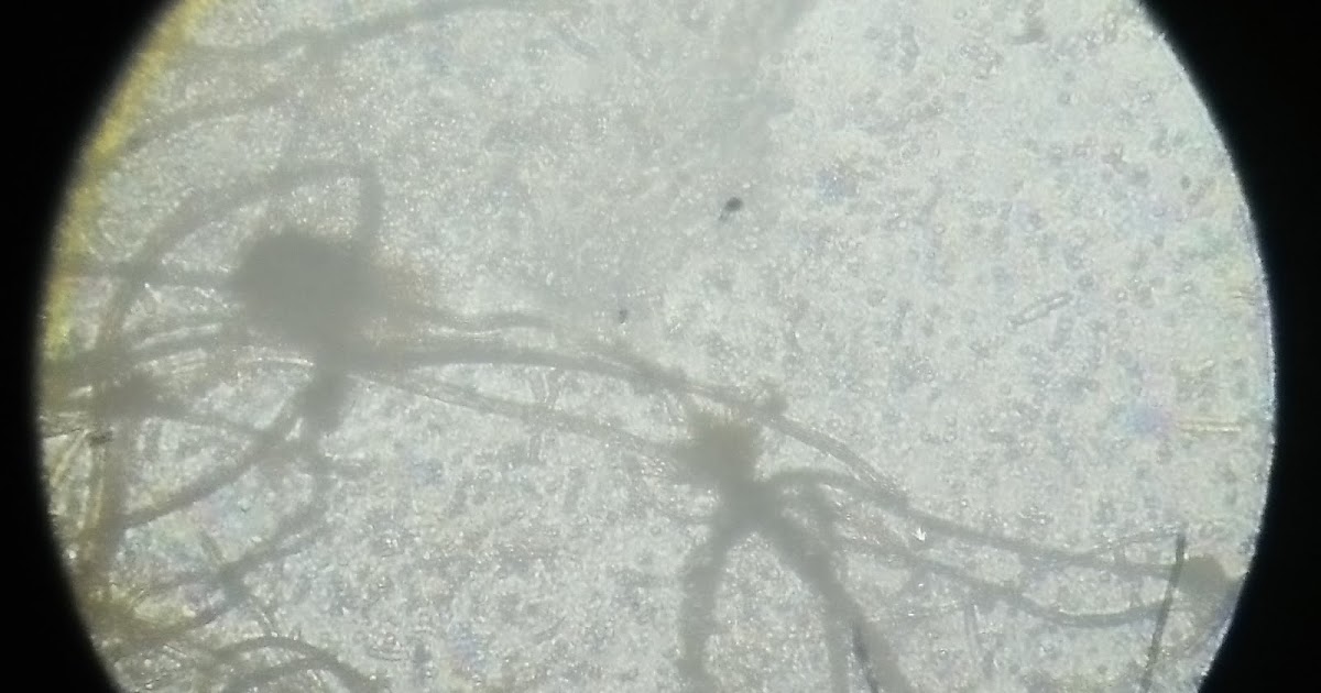 ART'S blog: contoh laporan pengamatan jamur