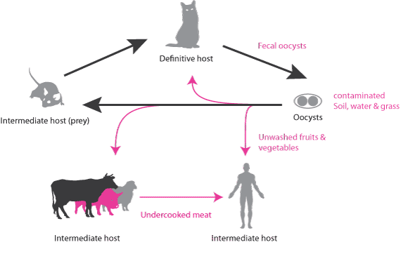 InterPro database blog: Protein focus: Don’t blame the cat - the ...