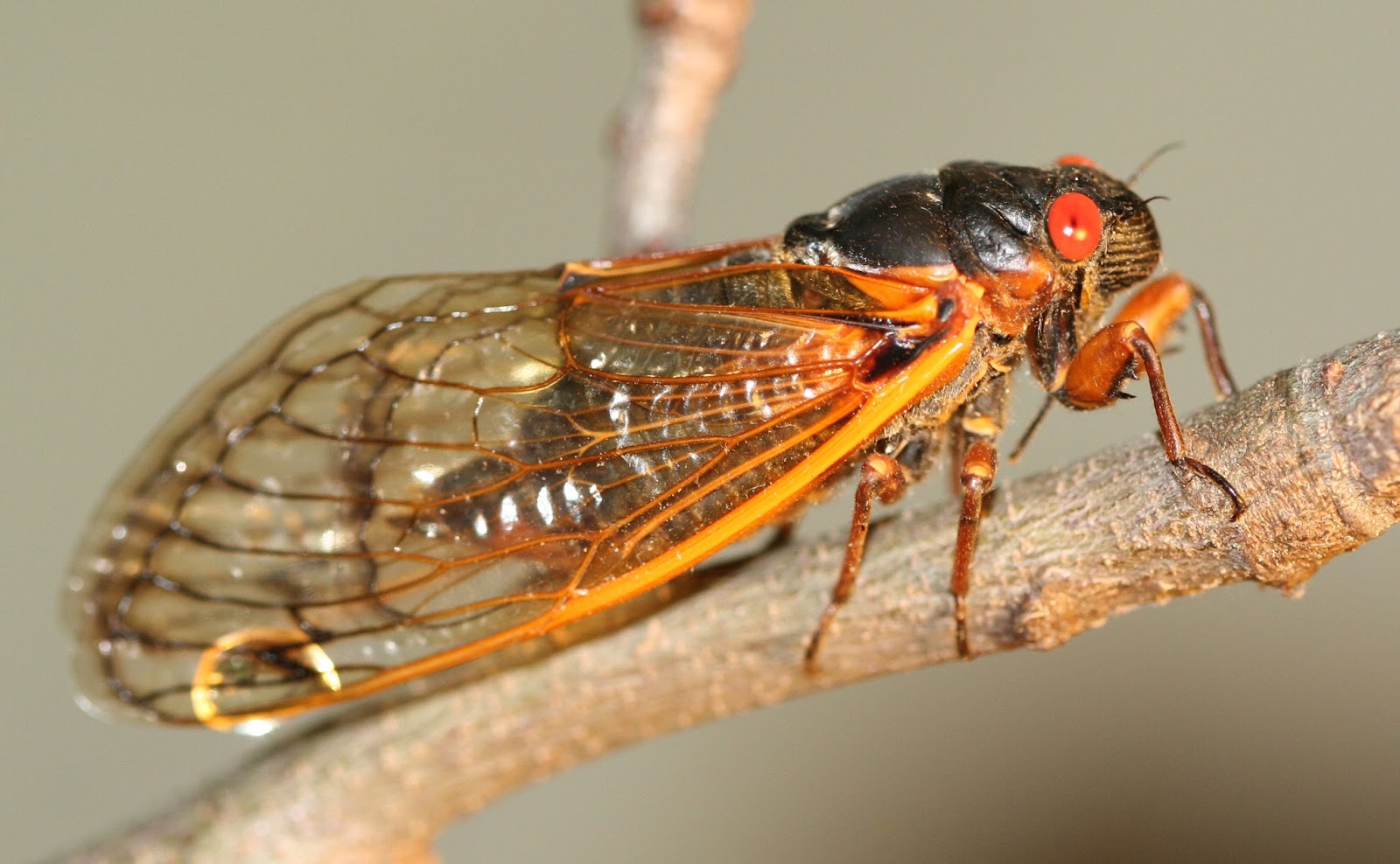 Long Island Cicadas: June 2016
