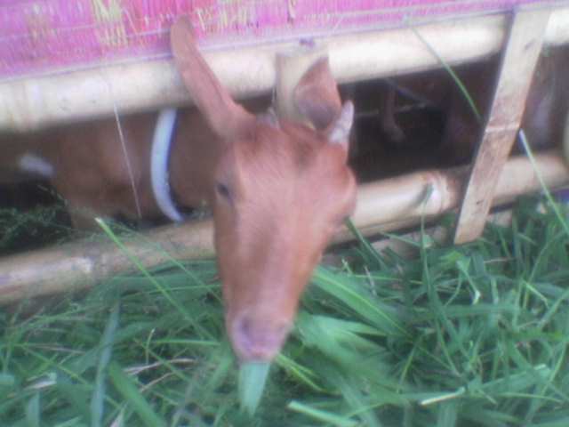 Pemanfaatan Urine dan Kotoran Kambing | Amboi