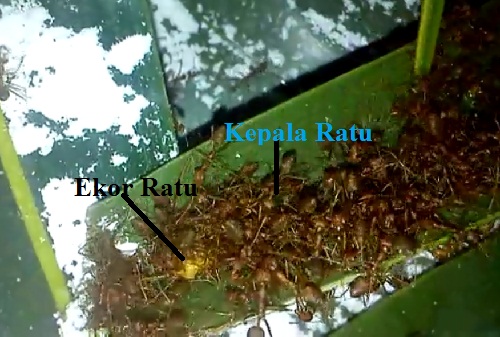 Ratu Semut Rangrang Kunci Sukses Budidaya Kroto | Saraswati Update