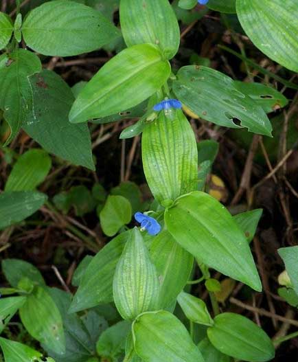 PLANTAS MEDICINALES: SUELDA CON SUELDA (Commelina nudiflora L.)
