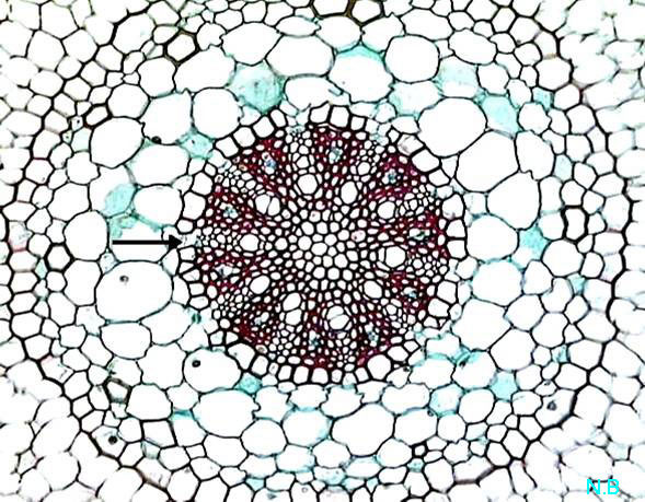 Planet Biologi: STRUKTUR AKAR