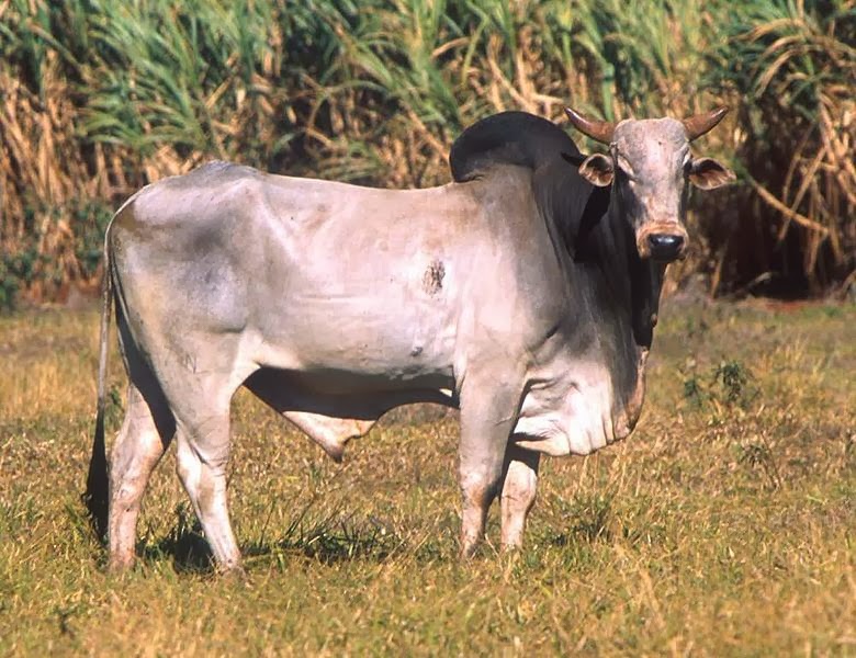 వ్యవసాయం: Ongole cattle