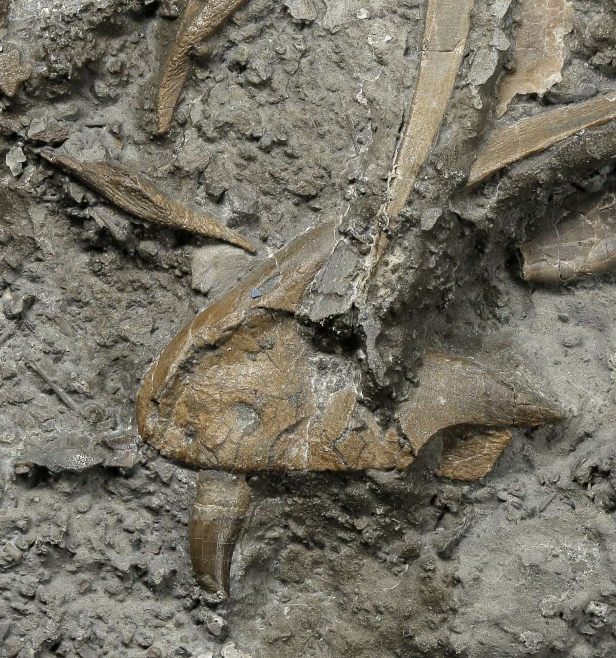 Species New to Science: [Paleontology • 2016] Dracoraptor hanigani ...
