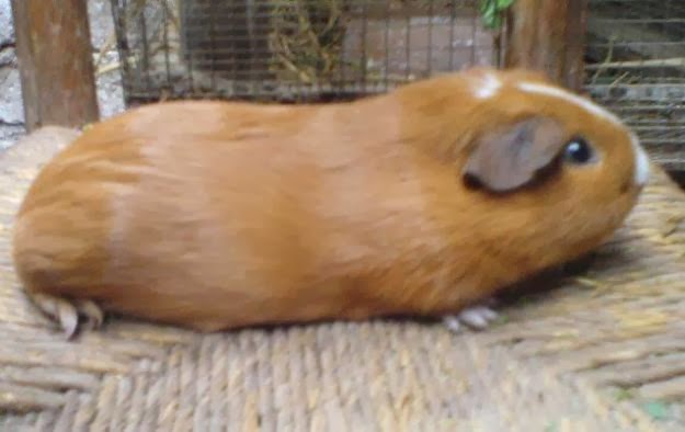 Tipos de Cuy « BIGGERCUY