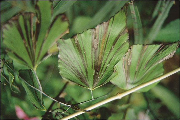 Nematologia Brasil: Aphelenchoides sp se alimentando de uma hifa