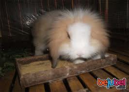 Kelinci Hias – Jati.id