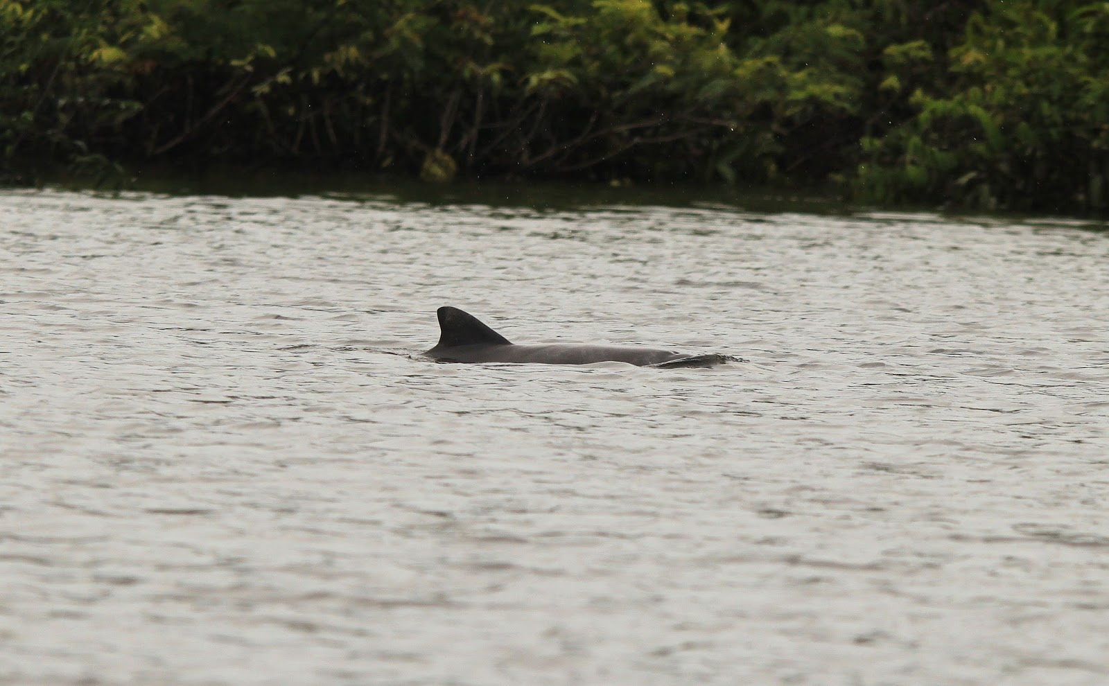 The Ginger Naturalist : July 2013