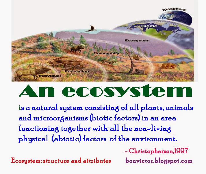 bonvictor.blogspot.com: Ecosystem : structure and attributes