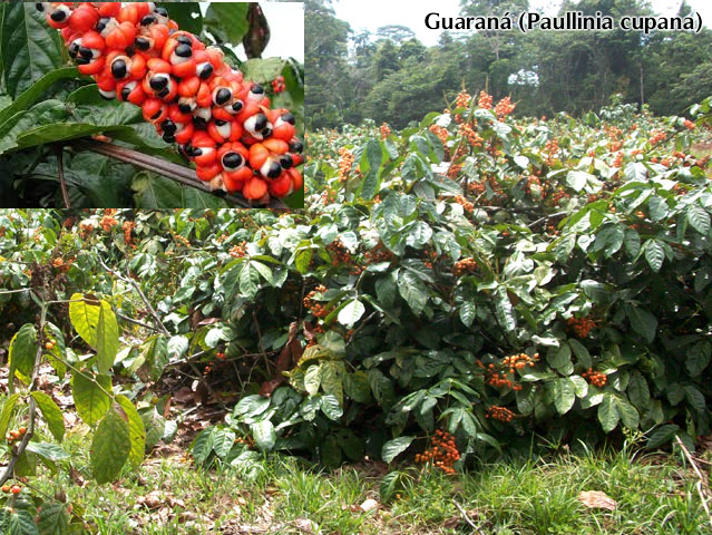 GUARANÁ (Paullinia cupana) - Klima Naturali™