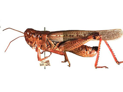 Rocky Mountain Locust (Melanoplus spretus) ~ World Extinct Animals