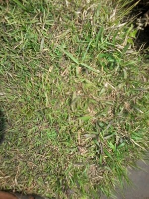 Jual rumput embun untuk proyek jalan tol ~ Arya Flower Landscape