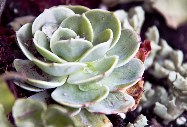 SwingNCocoa: Succulent Collection