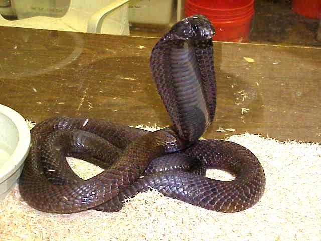 Egyptian Asp | Snakes
