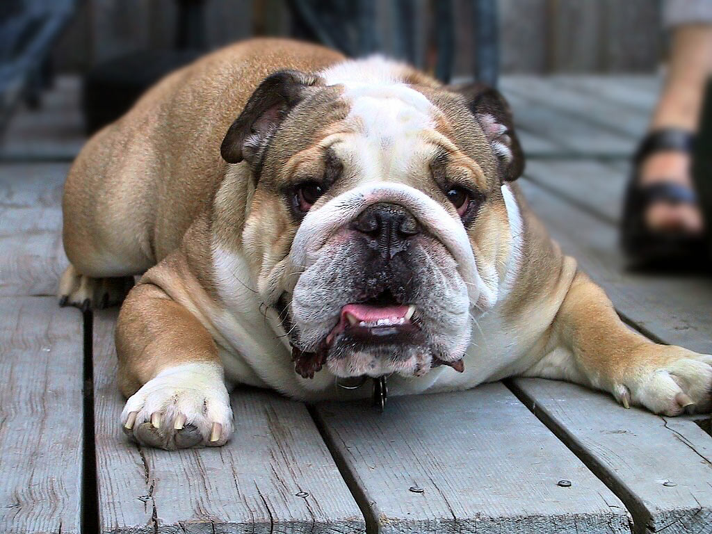 Proud To Be British: English Bulldog