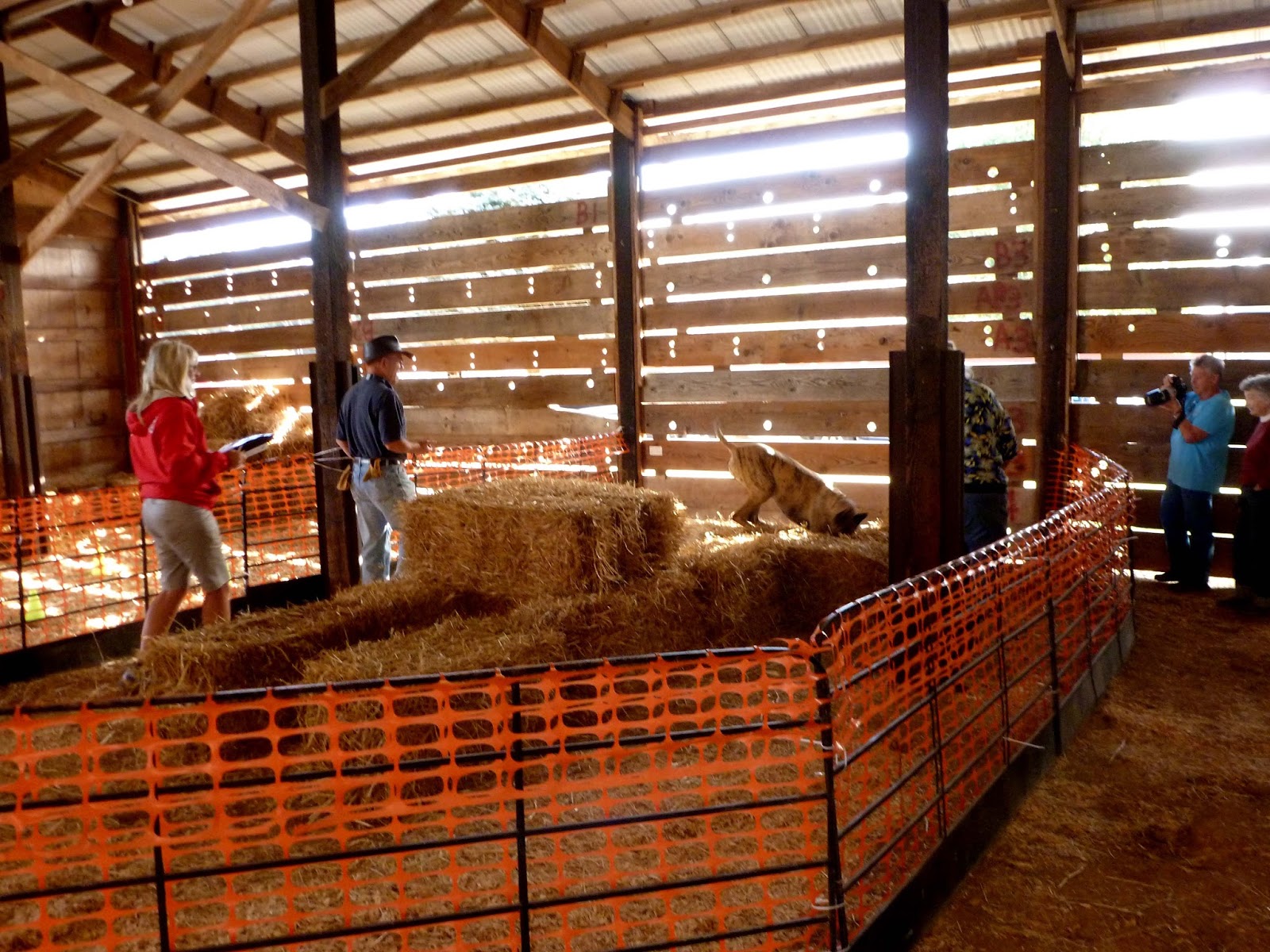Gardening with Wyatt: The next thing...Barn Hunt!