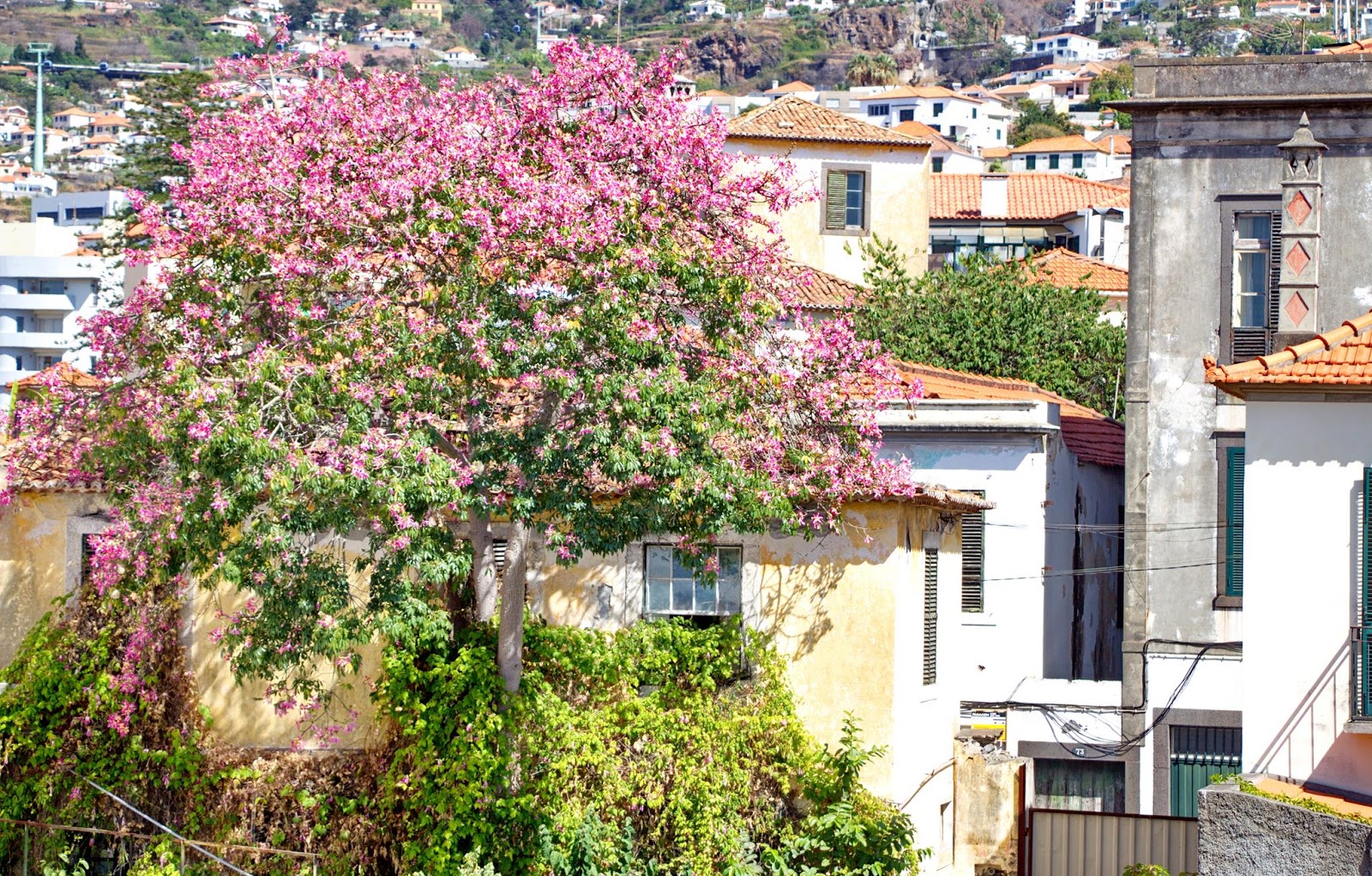 FDaily Photo - test: a árvore das flores que encantam