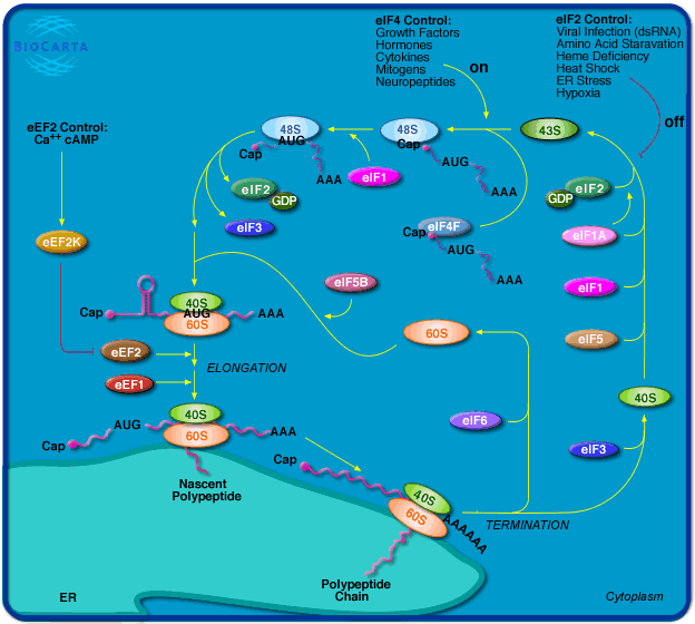 World of Biochemistry (blog about biochemistry): Metabolic map on the ...