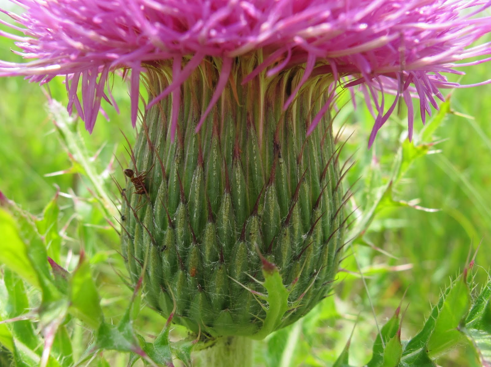Blue Jay Barrens: Pasture Thistle