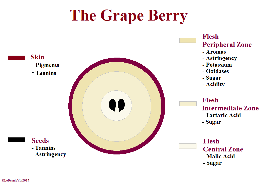 LeDomduVin: Sweet Wines - Dehydrated and Frozen Grapes