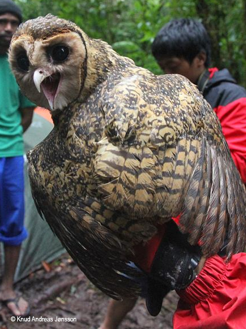 55 Jenis Burung Hantu di Indonesia TERBARU - Generasi Biologi