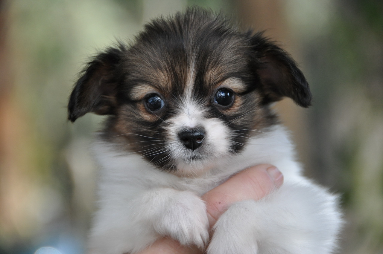 Road's End Papillons : 5 Weeks old Papillon Puppies
