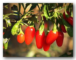 ข้อมูลอาหารเสริมสุขภาพ วิตามิน Vitamin: สารพัดคุณประโยชน์ของ โกจิเบอร์รี่