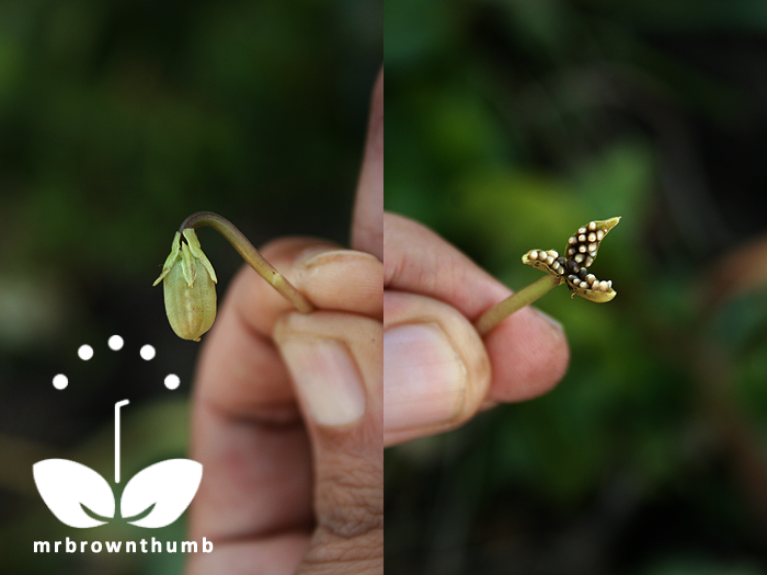 Collecting Wild Blue Violet Seeds : MrBrownThumb