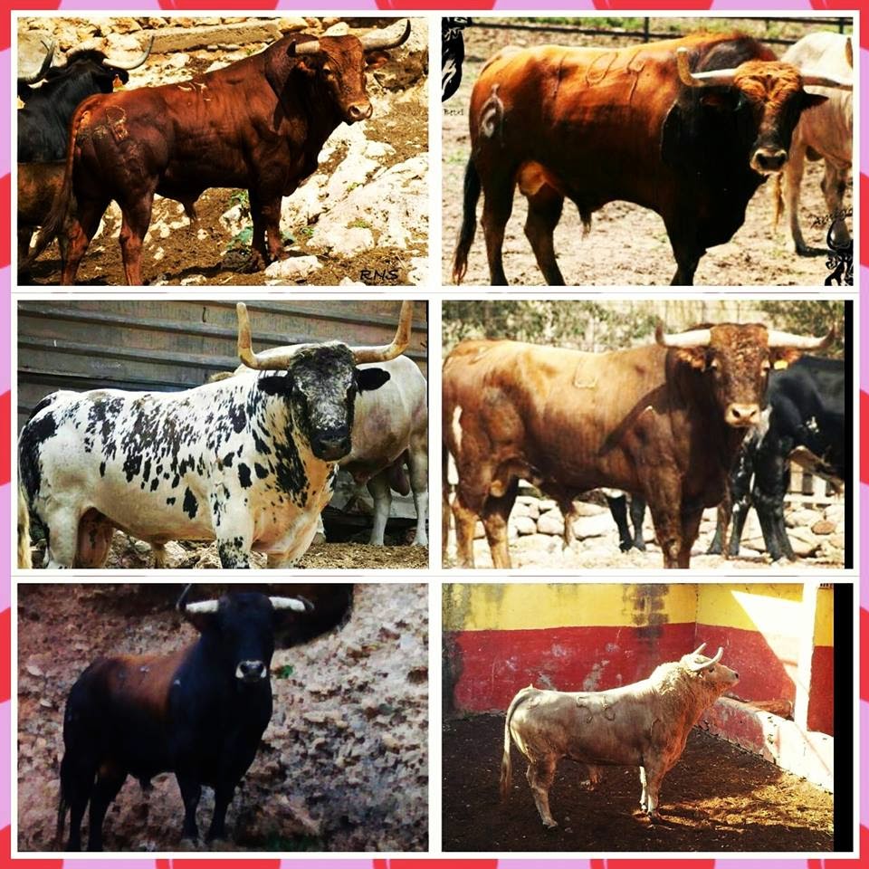 PABLO TAURO SALINAS: CARTELES DE TOROS DEL LUNES 15 AL DOMINGO 21 DE ...