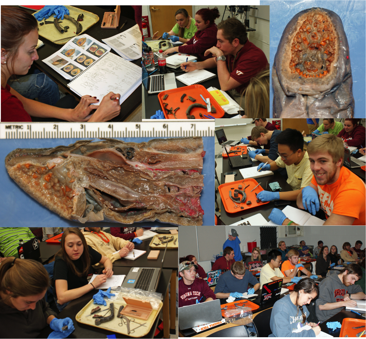 Virginia Tech Ichthyology Class : How to learn Ichthyology and make it ...