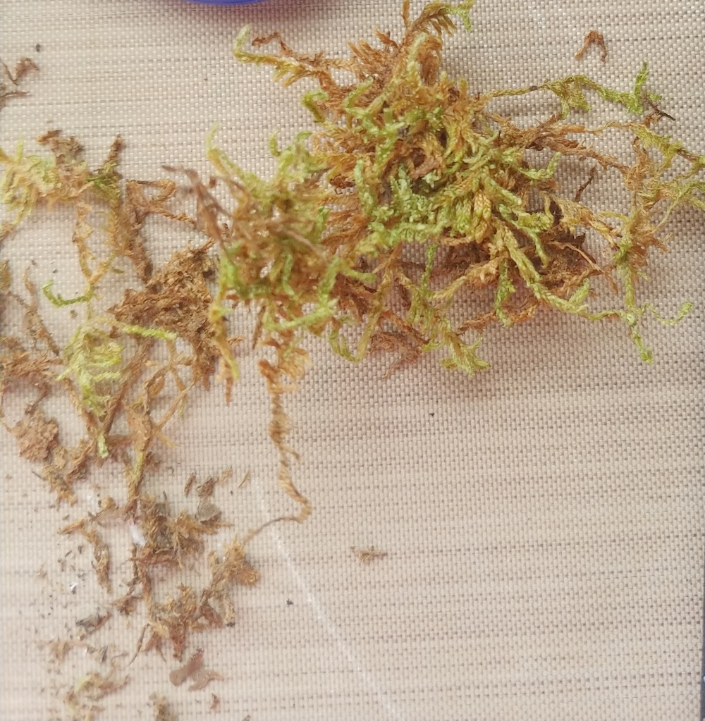 Miniature Scenes from Walnut Shells - Little Vintage Cottage