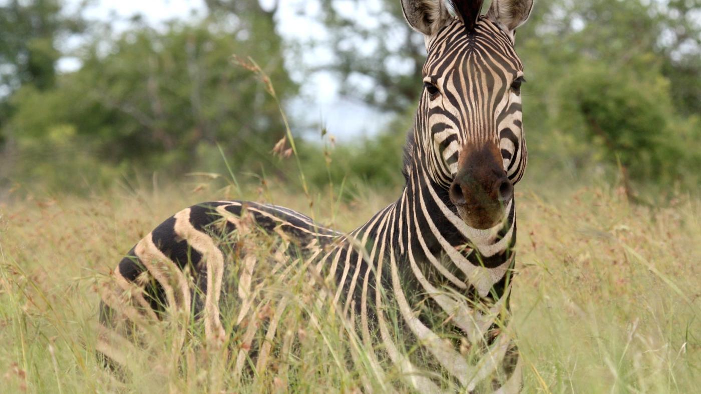 Cute Zebra Wallpapers 4