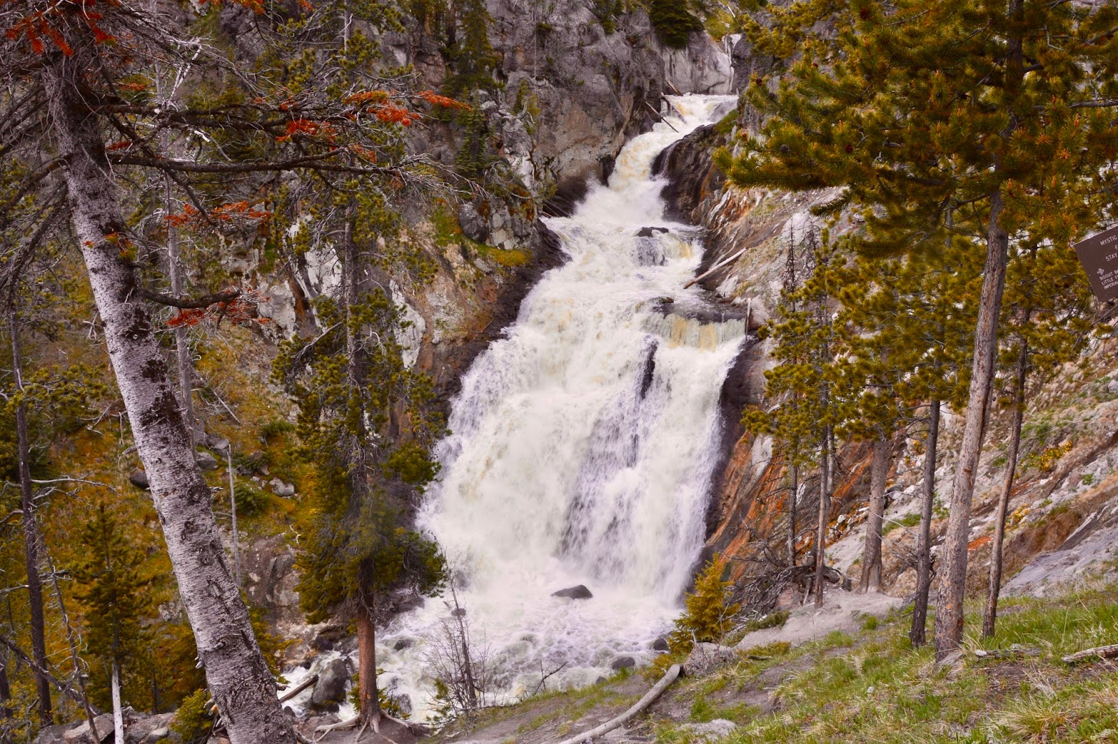 venturing4th: Geysers, Hot Springs, Falls & Bison