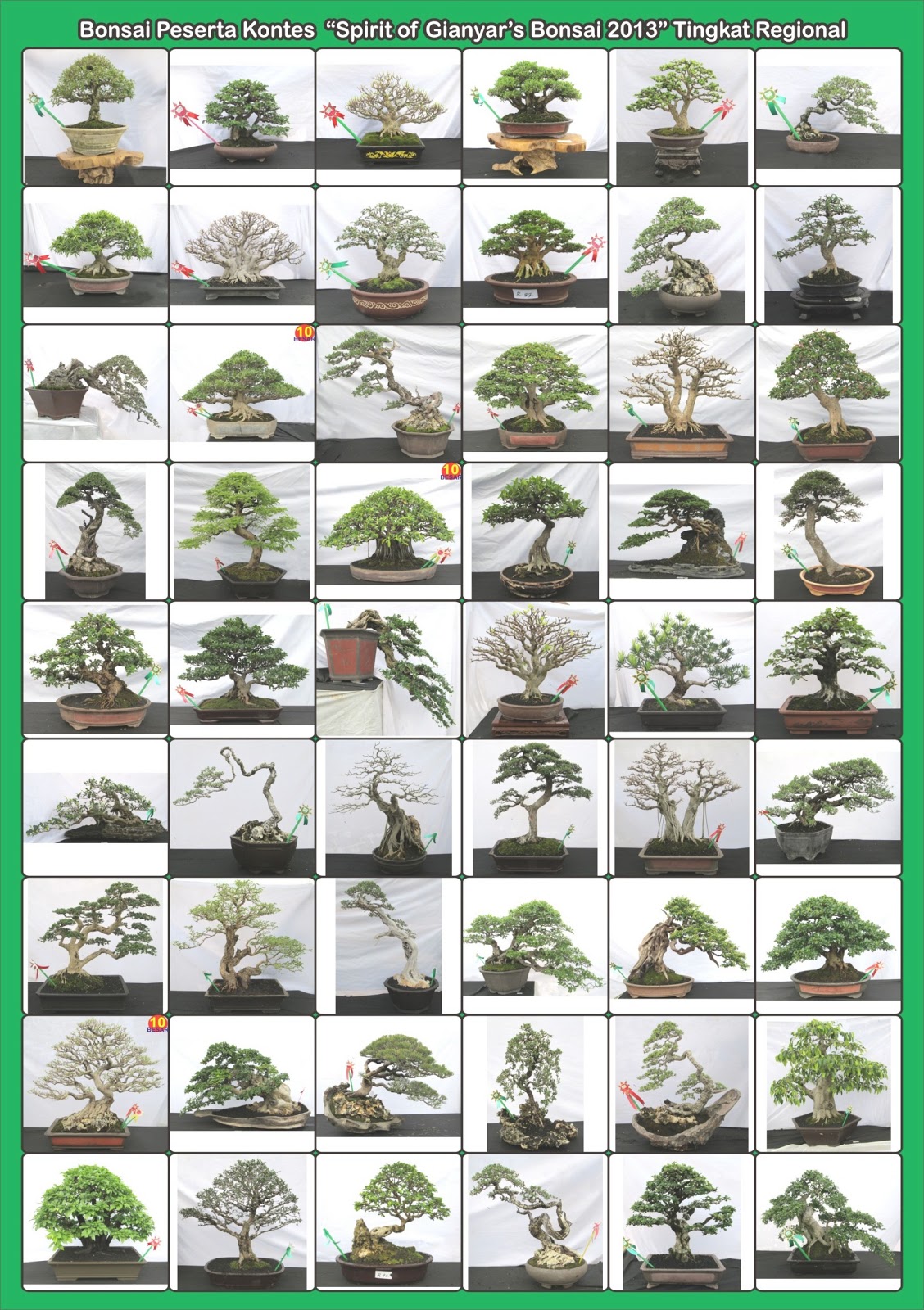 Bonsai Bali Info: Bonsai Peserta Kontes "Spirit of Gianyar's Bonsai 2013"