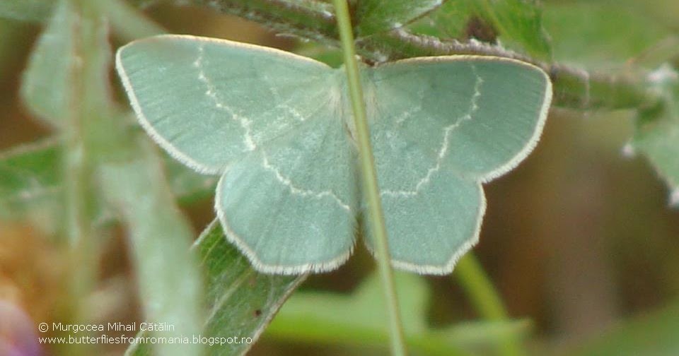 Butterflies from Romania: Chlorissa viridata
