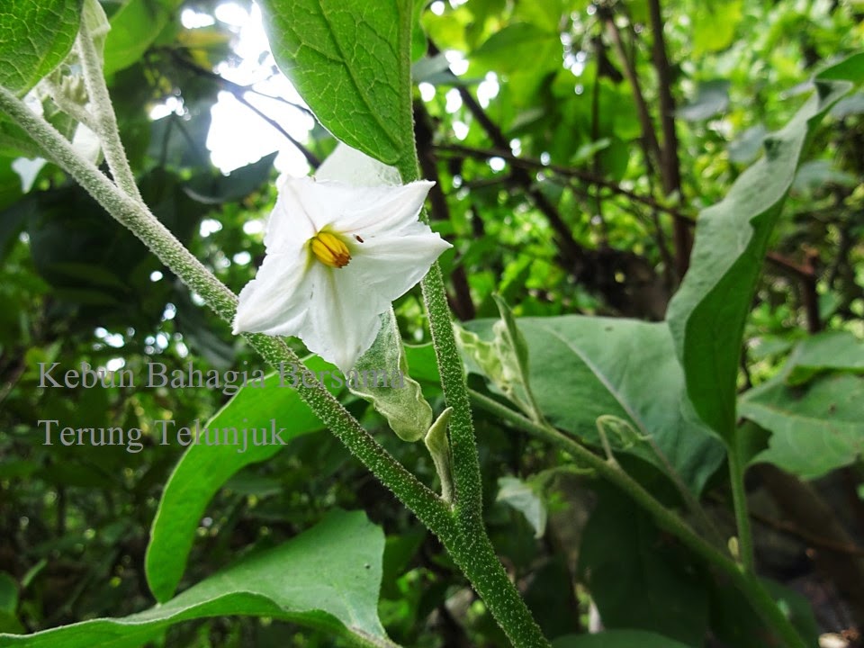 Kebun Bahagia Bersama: Terung Telunjuk