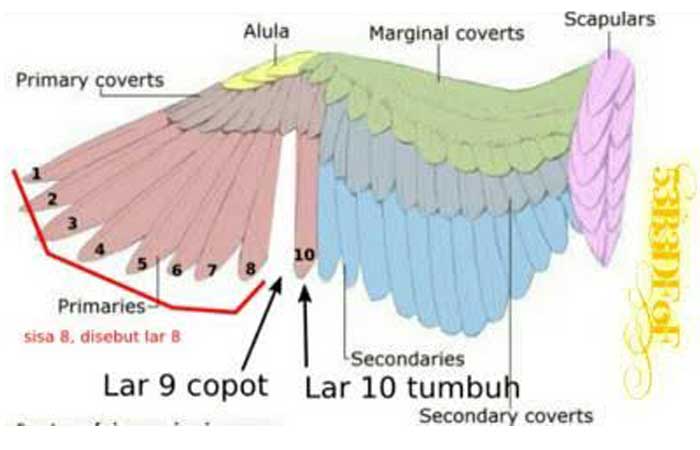 Mengetahui Umur Merpati Dari Moulting Sayap Primer