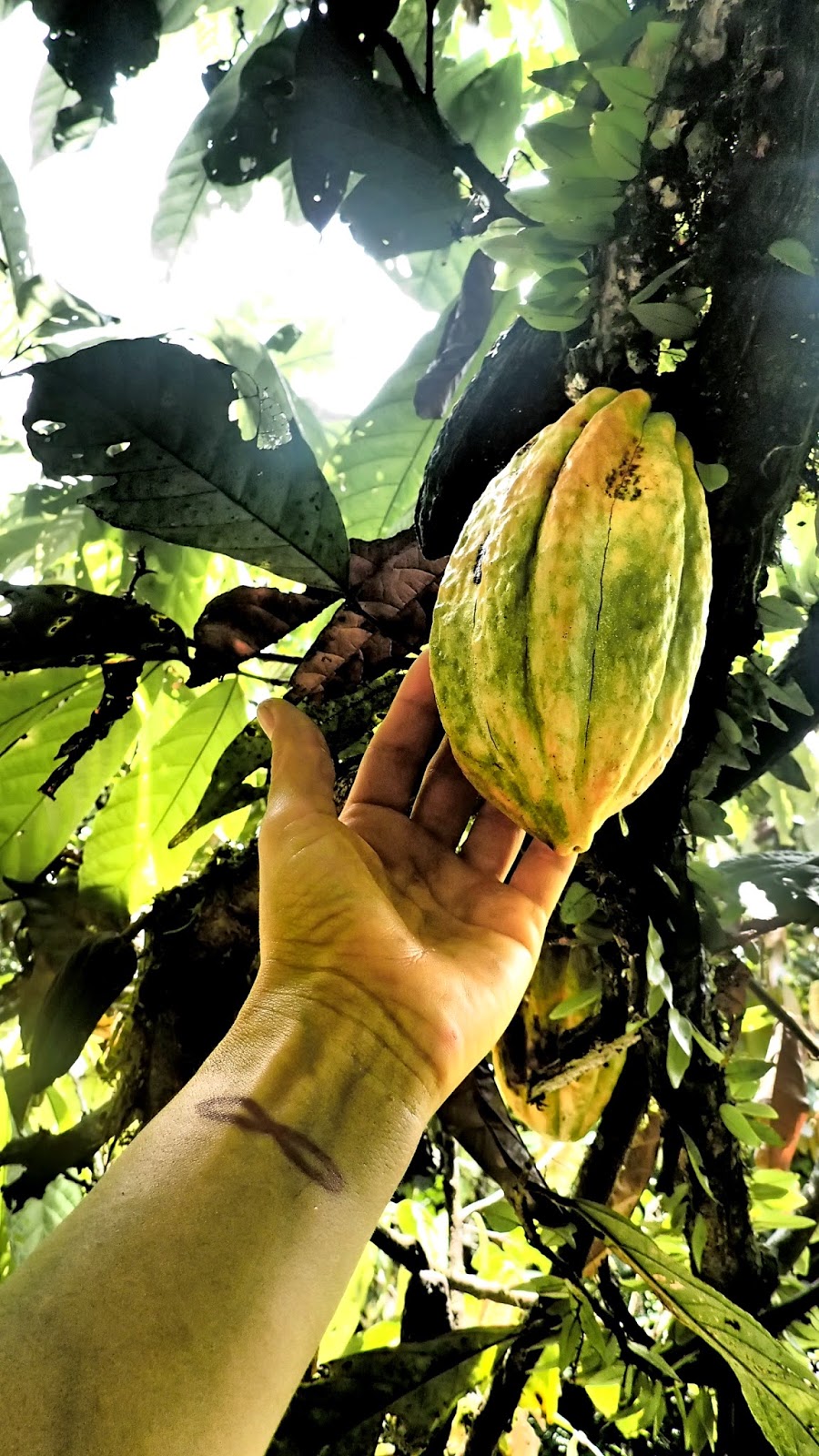 Eat colorful to feel colorful: Xocolatl