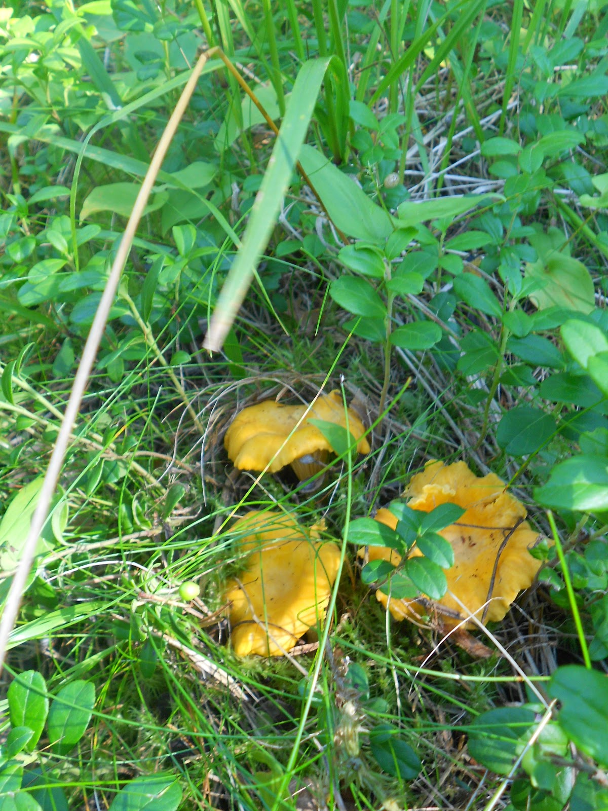 KakkuUnelmia: Kantarelli-pekonipiirakka