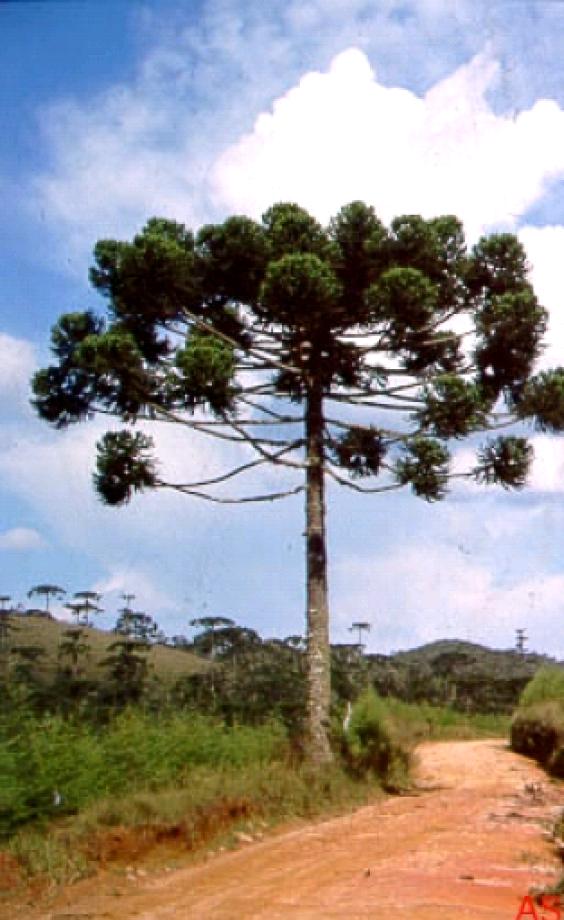 Guaragi, na era digital: Pinheiro-do-Paraná